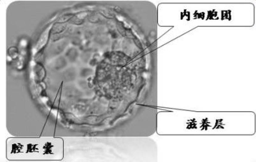 【上海市东方医院生殖医学中心】囊胚评级 微医（挂号网）