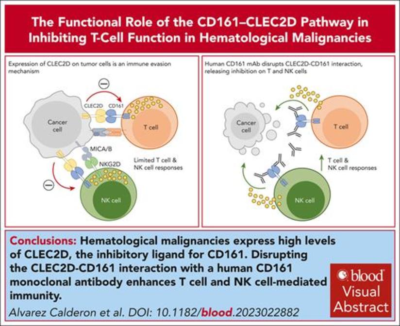 靶向CD161可能是一个全新的针对B细胞淋巴瘤的免疫治疗靶点 - 微医（挂号网）