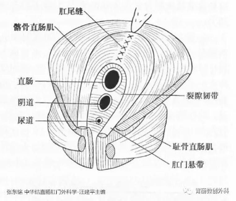 肛管解剖（hiatal韧带的前世今生）杨孟选医生文章复旦大学附属闵行医院 微医