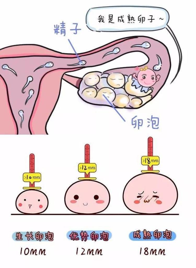 每天一小问：为什么月经一干净同房还是怀孕？ 微医（挂号网）