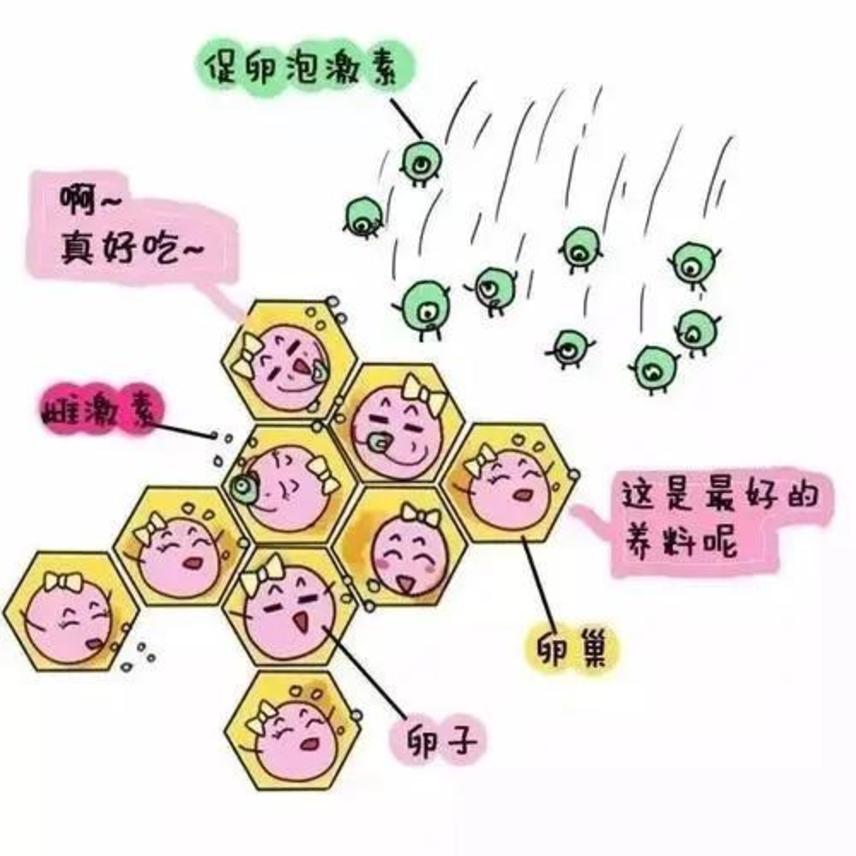 【上海市东方医院生殖医学中心】警惕卵巢早衰，知道这些很重要 微医（挂号网）